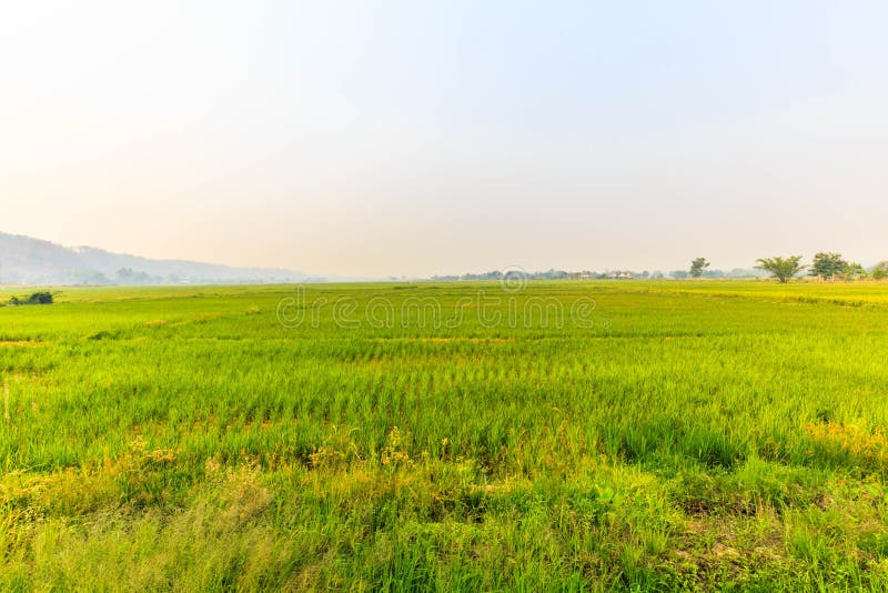Paddy Jasmine Rice Farm in Thailand Stock Photo - Image of green, food ...