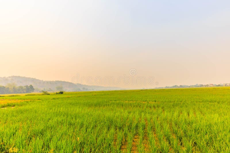 Paddy Jasmine Rice Farm in Thailand Stock Photo - Image of crop, clear ...