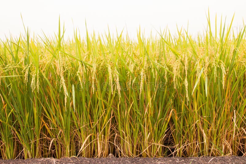 Paddy Jasmine Rice Field in Thailand Stock Image - Image of paddy, crop ...