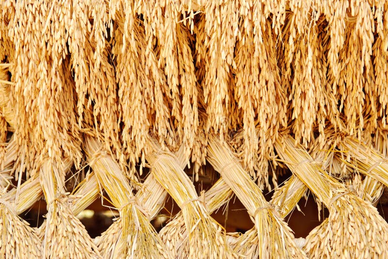 Paddy jasmine rice stock image. Image of harvest, farm - 63741317