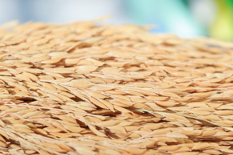 Paddy Jasmine Rice Grain on Wooden Background Stock Photo - Image of ...