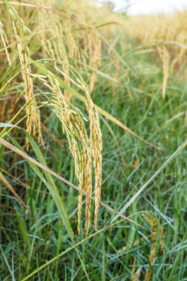 Paddy jasmine rice stock image. Image of grow, food, growth - 72231421