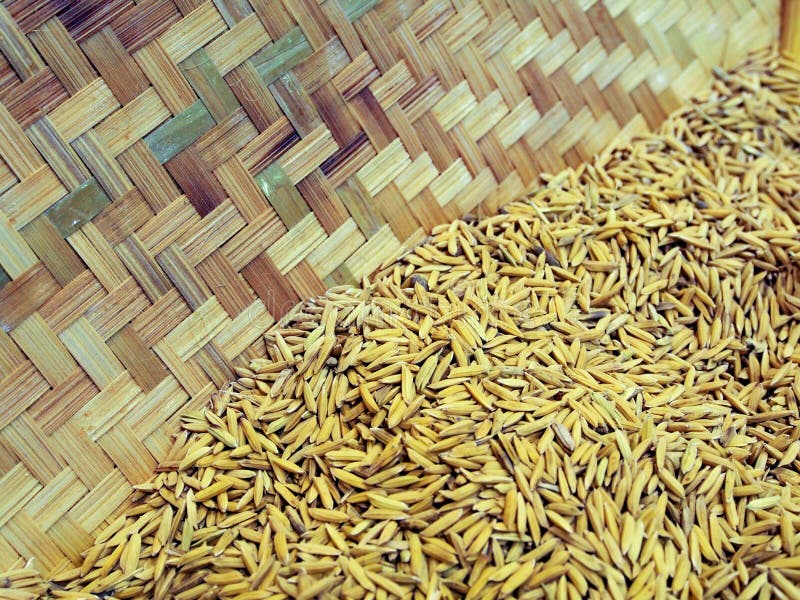 Paddy stock image. Image of grow, bamboo, brown, asia - 98206235