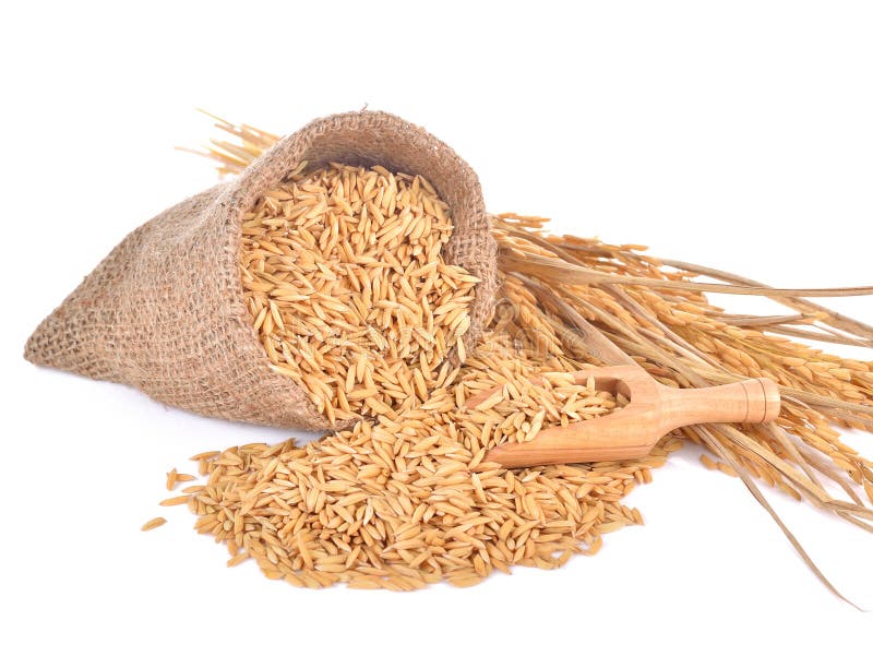 Paddy Rice on White Background Stock Photo - Image of ingredient, grain ...