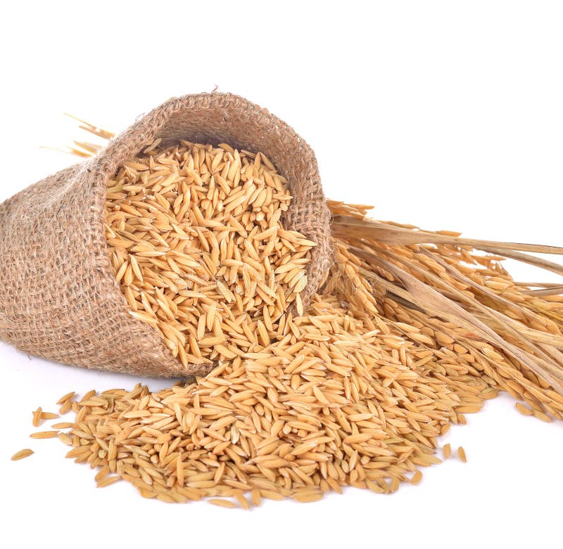 Paddy Jasmine Rice on White Background Stock Photo - Image of chinese ...