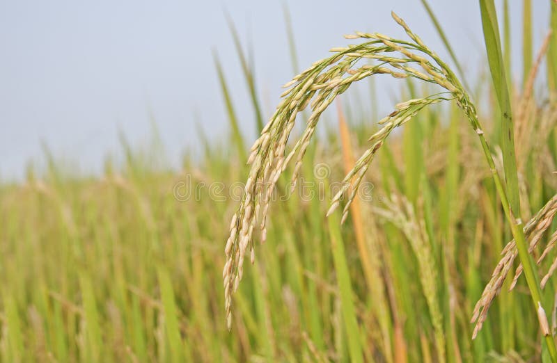 Paddy kernels stock image. Image of field, harvest, prosperity - 37390129