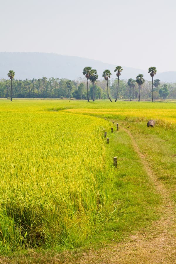 Paddy land stock photo. Image of mountain, field, path - 24176394