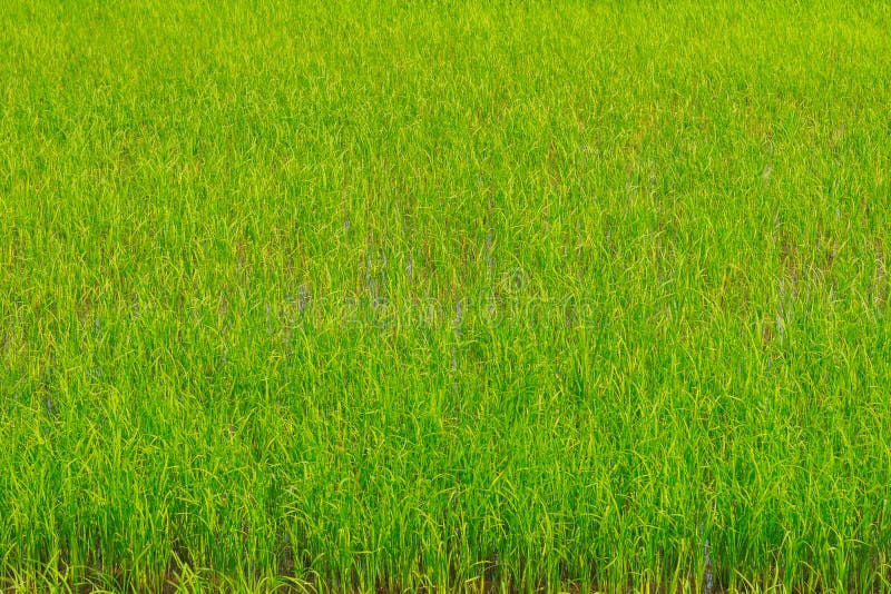 Paddy stock image. Image of field, landscape, beautiful - 90880975