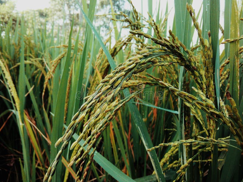 Paddy and Paddy Leaf Growing Time Stock Image - Image of food, tree ...