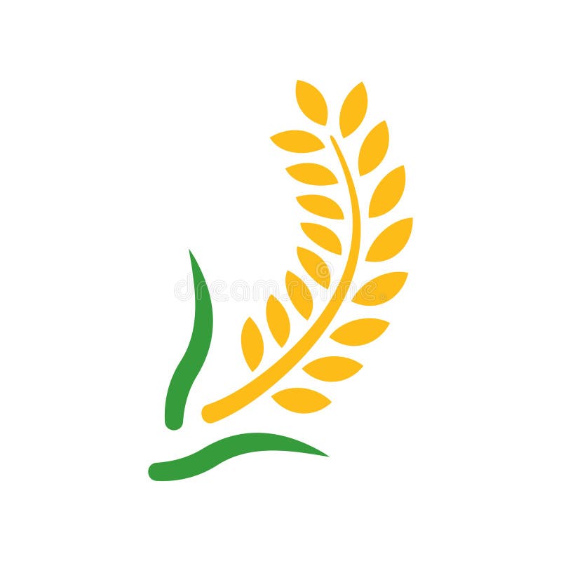 Paddy Logo Template Icon stock vector. Illustration of jasmine - 352868754