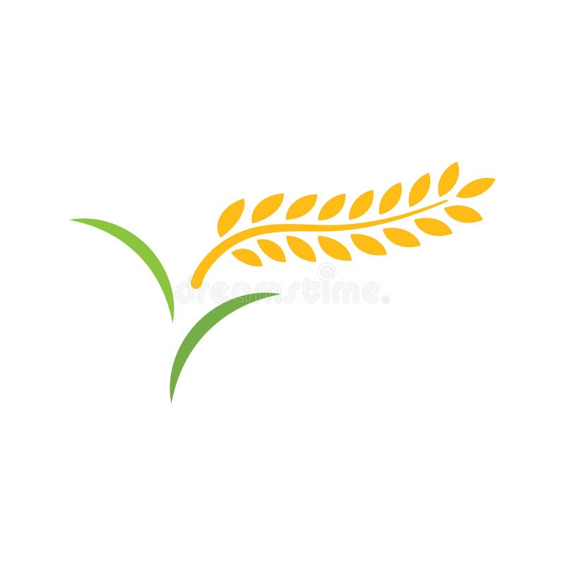 Paddy Logo Template Icon stock vector. Illustration of vector - 352868798