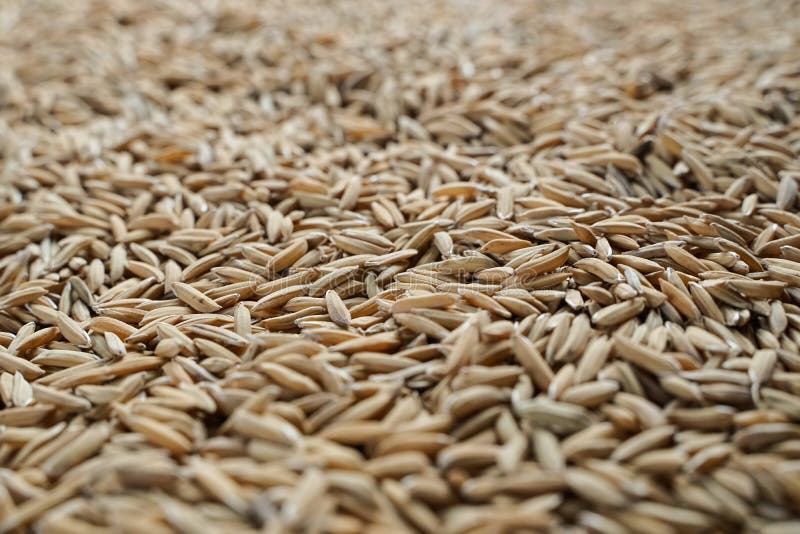 Paddy is a Main Food in Asian Country Stock Image - Image of meal, crop ...