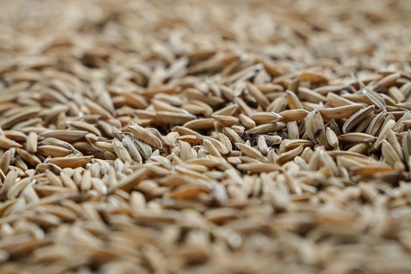 Paddy is a Main Food in Asian Country Stock Photo - Image of green ...