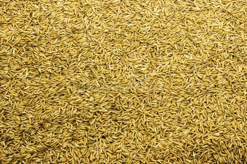 Paddy stock image. Image of agriculture, crop, beautiful - 70926333