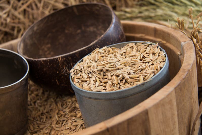 Paddy stock photo. Image of measuring, health, organic - 61733074