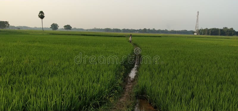Paddy stock photo. Image of mile, place, paddy, miles - 129106094
