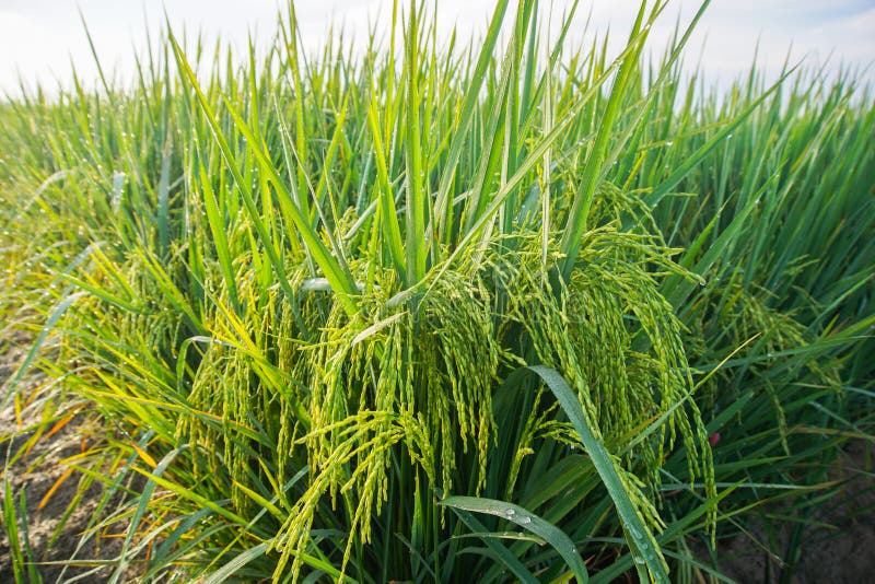 Paddy Natural Background in the Field Stock Image - Image of garden ...