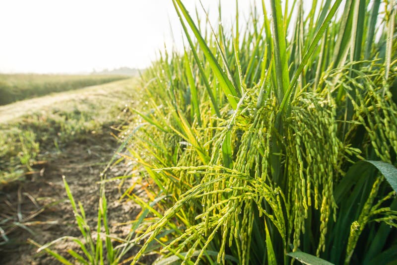 Paddy Natural Background in the Field Stock Image - Image of sunny ...