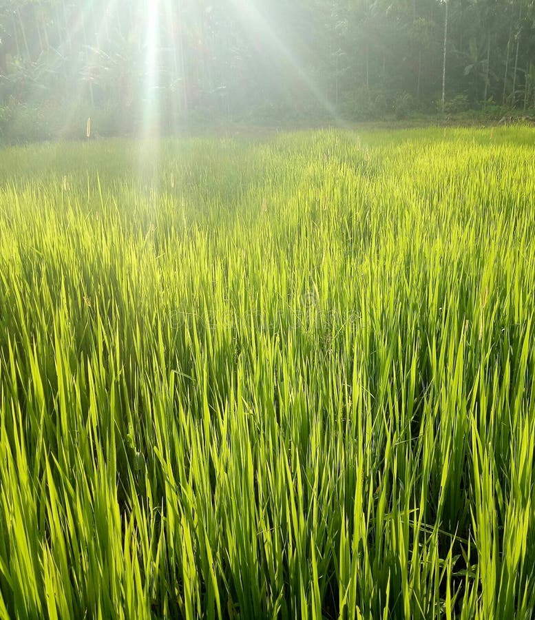 Paddy stock image. Image of natural, kerala, india, beauty - 124184289