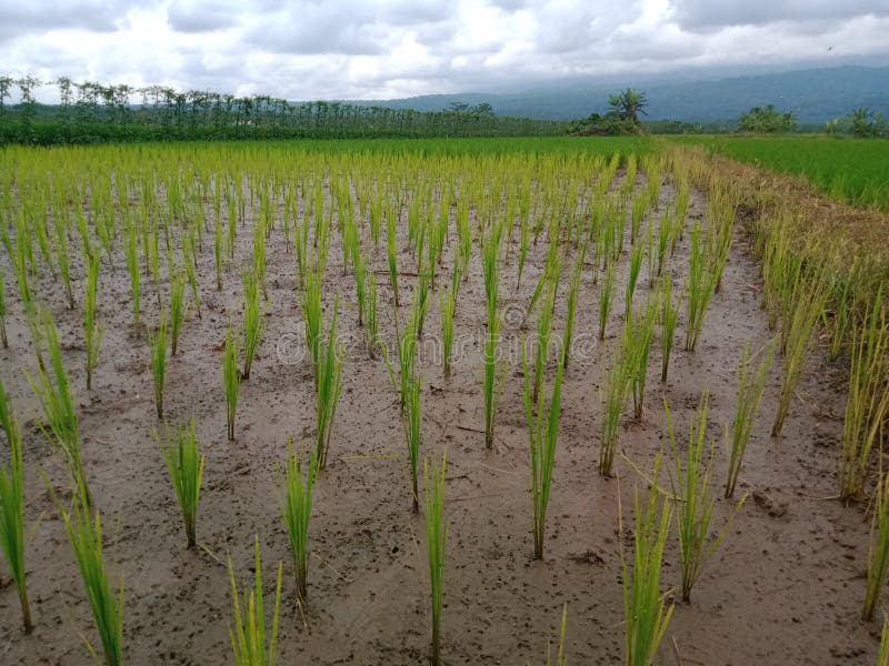 Paddy stock photo. Image of green, prairie, meadow, rice - 261291172