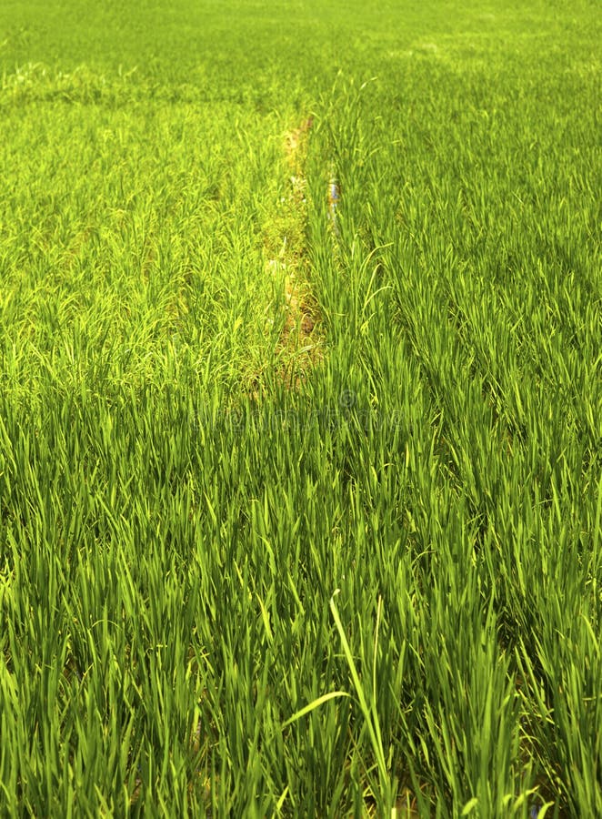 Paddy stock image. Image of grain, harvest, macro, background - 36372109