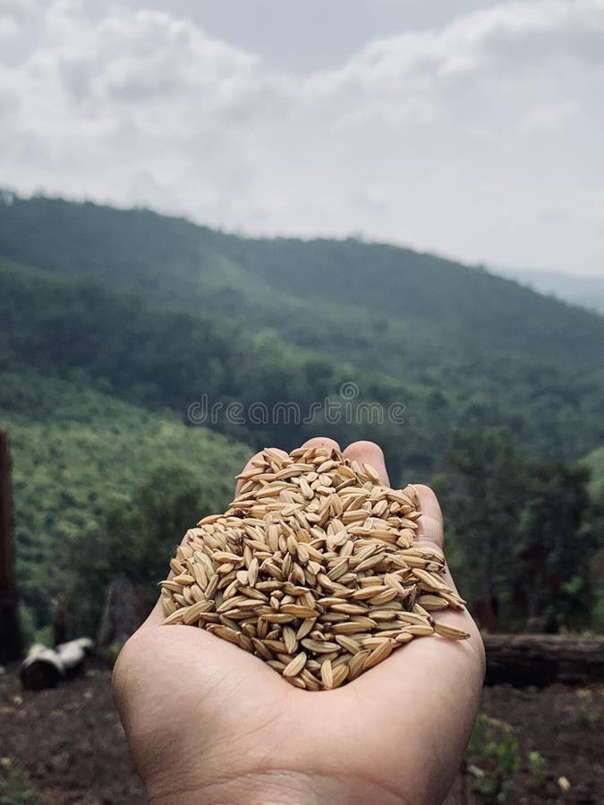 Paddy on the Palm and Rice Fields and Mountains Stock Photo - Image of ...