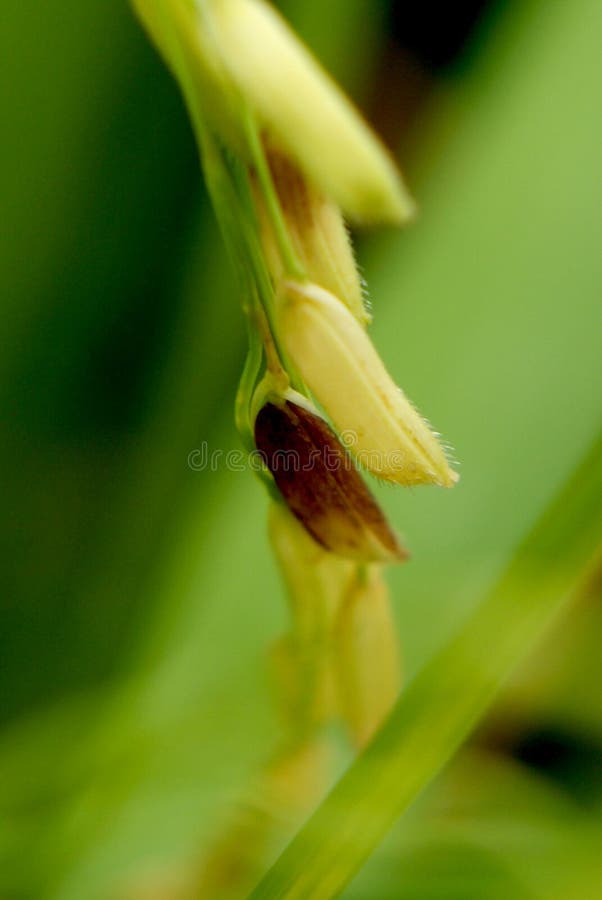 Paddy panicle stockfoto. Bild von makro, gelb, gold, nave - 82482092