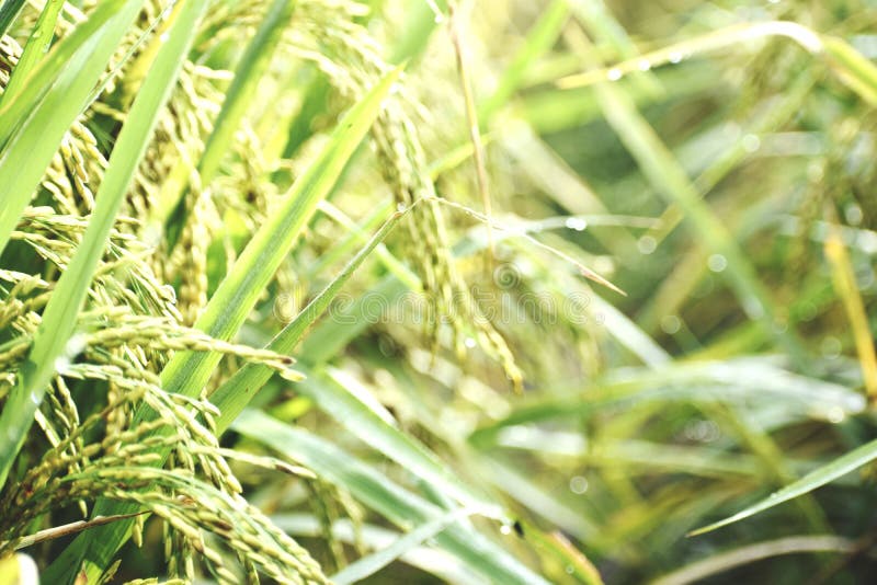 Paddy Plant - Cultivation of Paddy Stock Image - Image of paddy ...