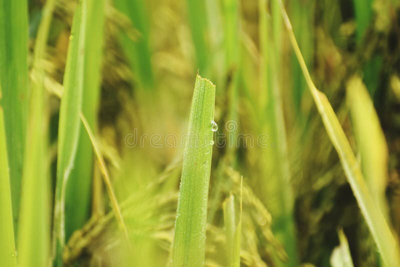 Paddy Plant - Cultivation of Paddy Stock Photo - Image of agriculture ...