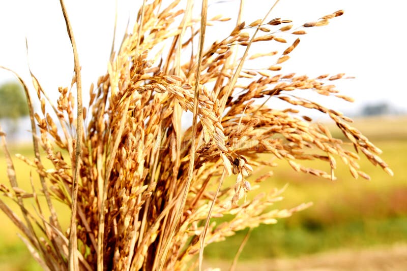 Paddy Plant - Cultivation of Paddy Stock Image - Image of paddy, grain ...