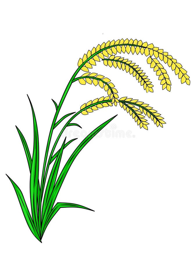 Paddy Plant Illustration in Form, Can Be Used As Template Stock ...