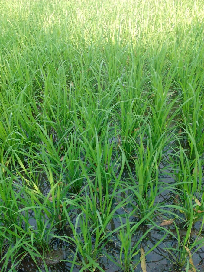 Paddy plant stock photo. Image of paddy, plant, little - 111237750