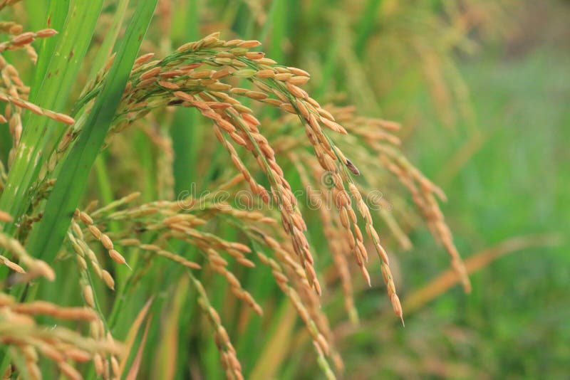 Paddy Plant Ripe in Golden Colour Stock Image - Image of ripe ...