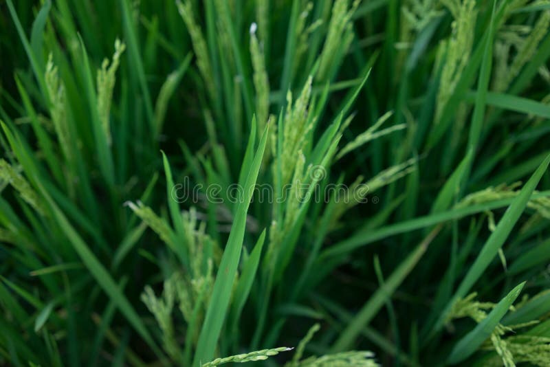 Paddy plants stock photo. Image of rice, mountain, kawi - 74184390
