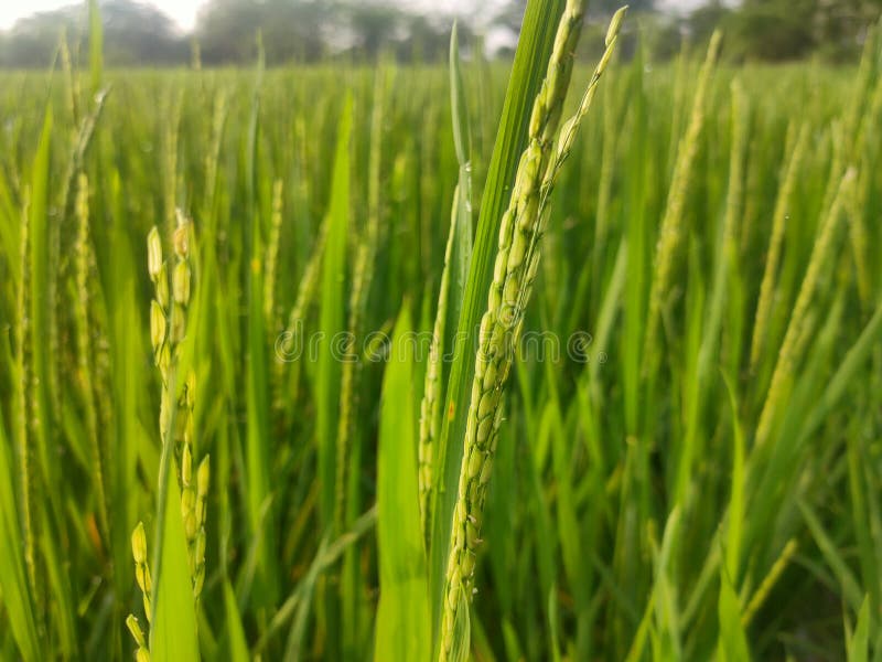 Paddy plants in the field stock image. Image of cereal - 232075401
