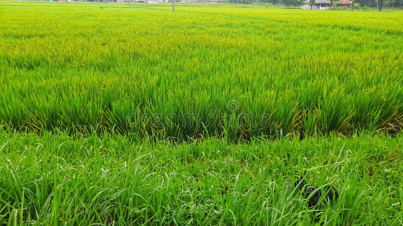 Paddy Plants that Have Started To Turn Yellow Will Be Ready for Harvest ...