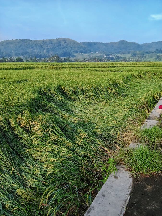 Paddy Plants in Rice Fields that are Torn by the Wind Stock Image ...