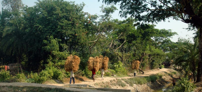 Paddy production editorial stock image. Image of efforts - 25601799