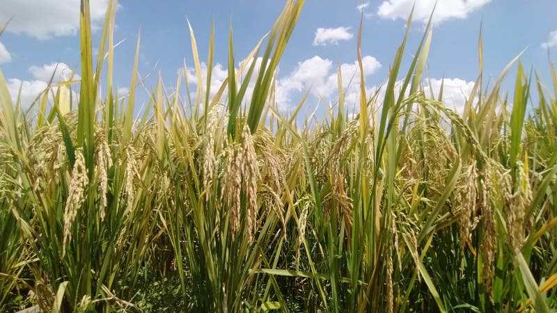 Paddy ready to harvest stock photo. Image of paddy, rice - 267028614