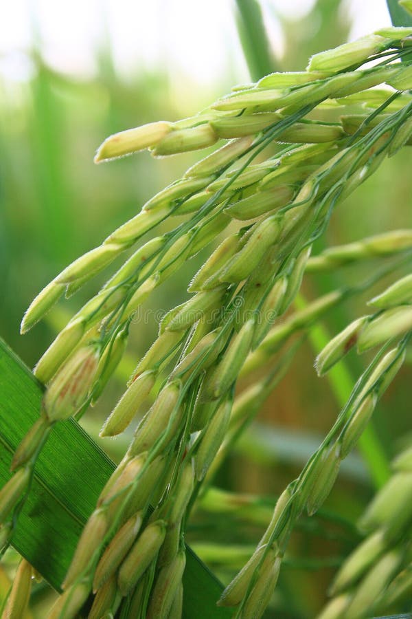 Paddy Rice stock photo. Image of crop, field, agriculture - 14665336