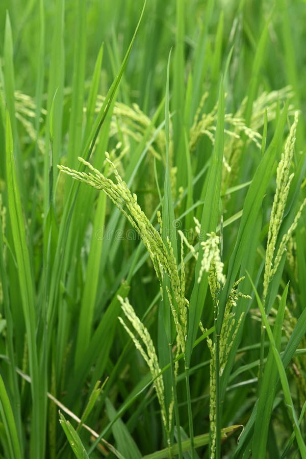 Paddy rice stock photo. Image of leaves, cereal, asian - 14756320