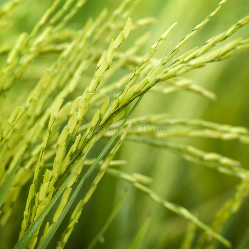 Paddy rice in field stock image. Image of food, farmer - 26194819