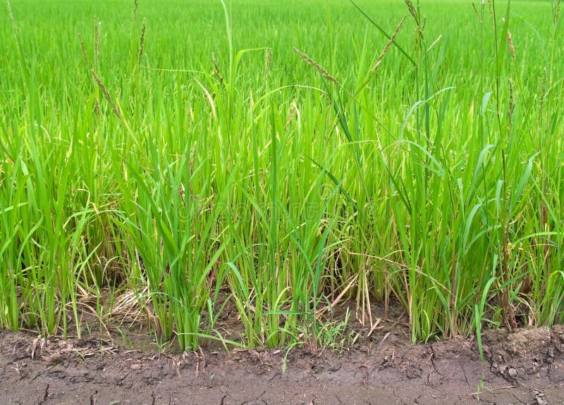 Paddy rice stock image. Image of lush, environment, farming - 16257593