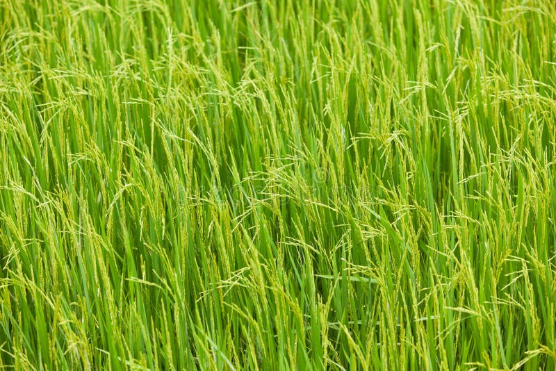 Paddy Rice stock image. Image of countryside, cultivation - 16442595