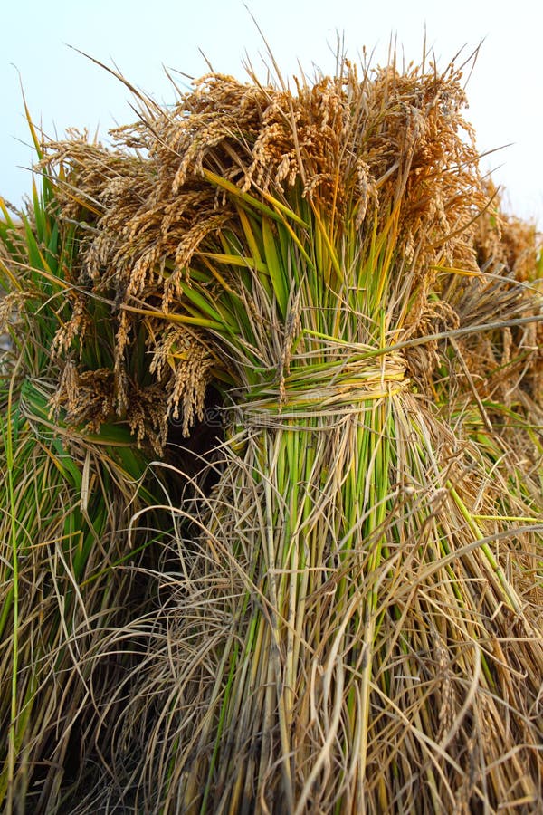 Paddy rice stock image. Image of detail, earth, foliage - 16932825