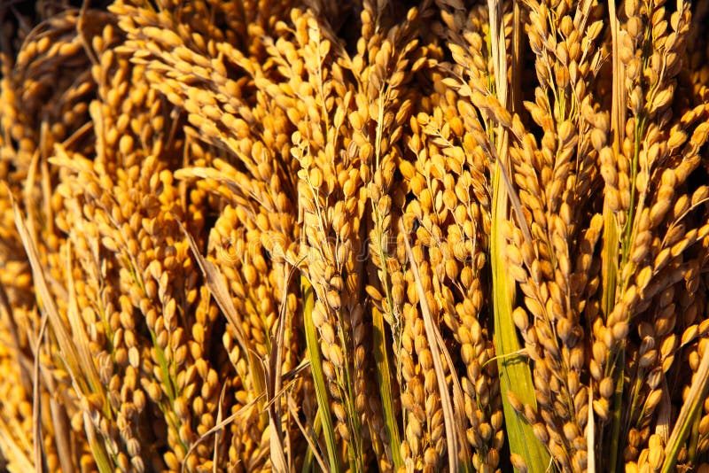 Paddy rice stock photo. Image of gold, background, countryside - 17420758