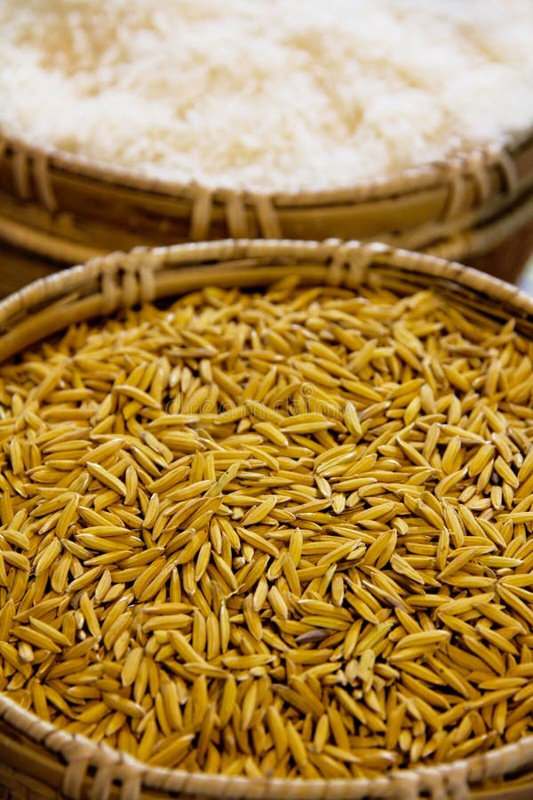 Paddy and rice stock photo. Image of farm, grain, vegetable - 19533788