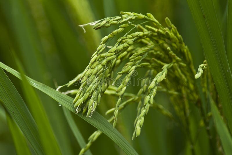 Paddy rice stock photo. Image of field, lush, countryside - 20897564