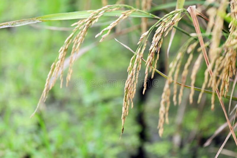 Oat ears stock image. Image of health, healthy, agriculture - 26575729