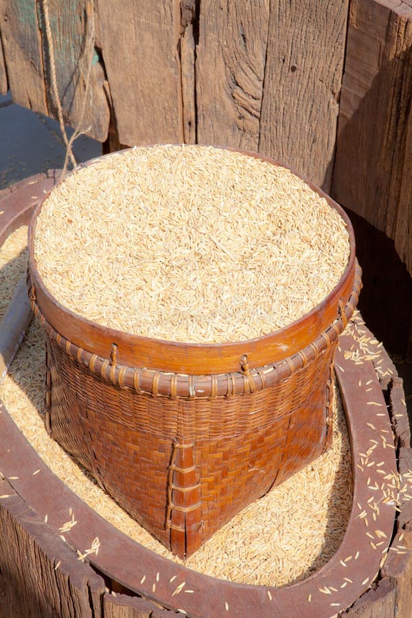 Paddy rice stock image. Image of grain, crop, field, flora - 22870667